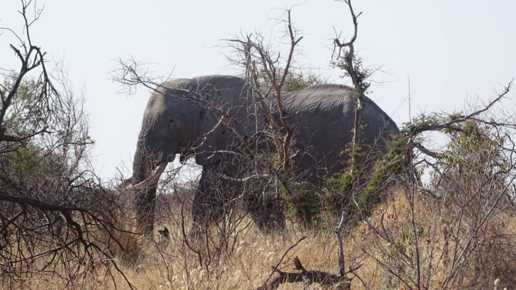 Dangerous Hunting Game & Safaris in Botswana, Africa | kalaharisafaris